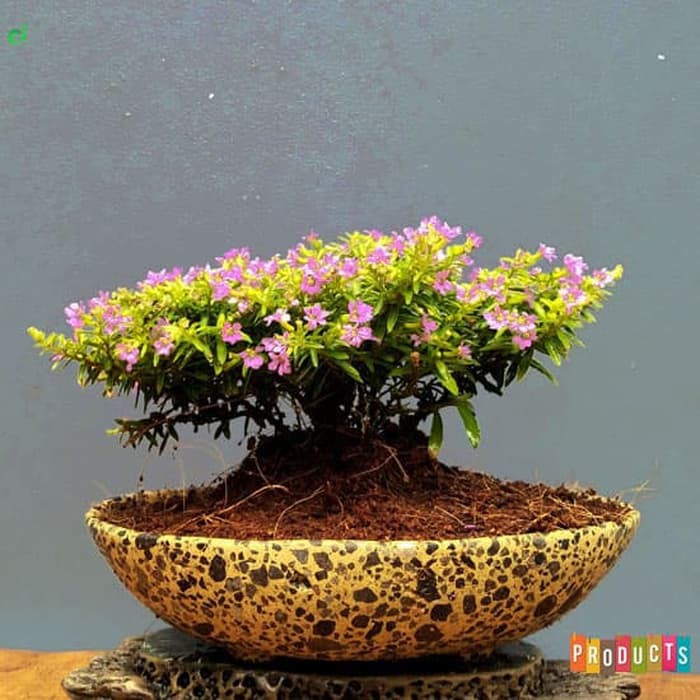 Jual Tanaman hias Taiwan bunga ungu | cuphea hyssopifolia purple Taiwan ...