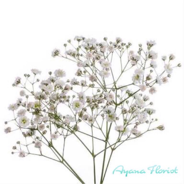 Bunga Baby Breath Asli Fresh Cocok untuk Pernikahan, Bridalshower, dll ...