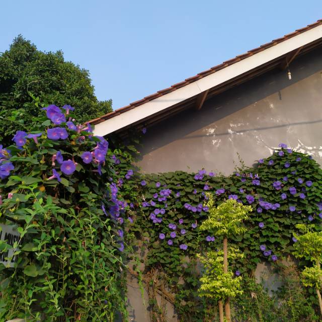 Jual Tanaman morning Glory, tanaman hias morning Glory, tanaman rambat ...