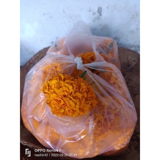 Jual bunga mitir | Shopee Indonesia