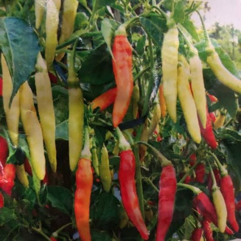 Jual 150 Benih Bibit Biji - Cabai Rawit Merah Pedas F1 Cabe Setan ...