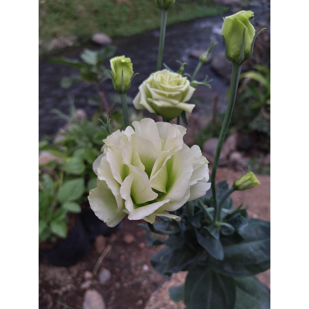 Jual bunga lisianthus | Shopee Indonesia