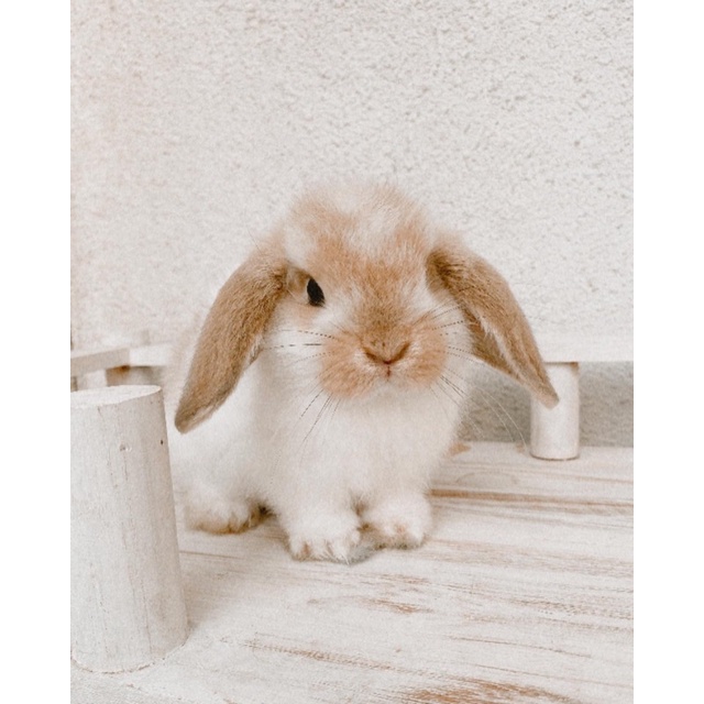 Jual Kelinci Holland Lop Junior Jantan Broken Orange | Shopee Indonesia