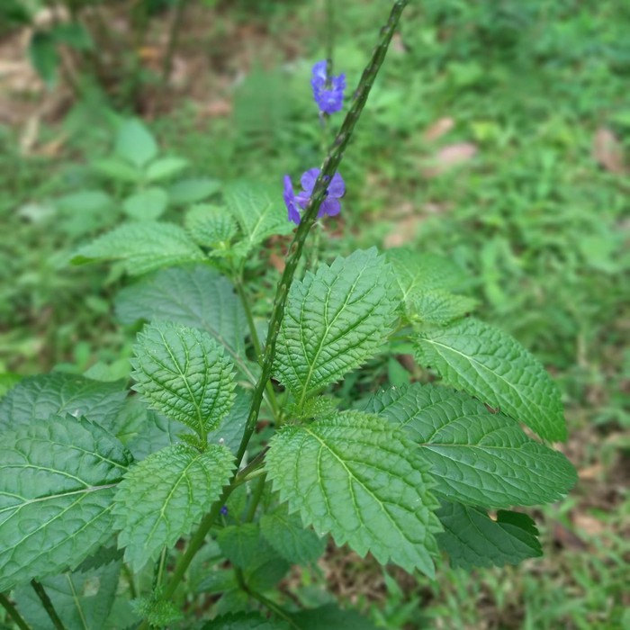 Jual Tanaman pecut kuda atau jarong | Shopee Indonesia