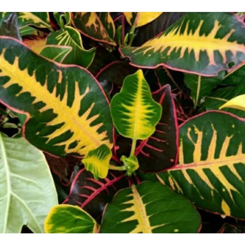 Jual puring bali merah | Shopee Indonesia