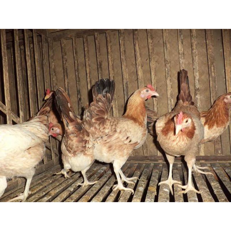 Jual TELUR AYAM ELBA PETELUR HANDAL UNTUK DI TETASKAN | Shopee Indonesia