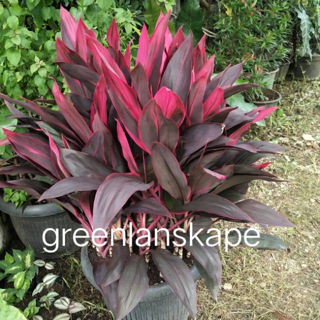 Jual Tanaman Hanjuang Andong Merah / Cordyline fruticosa | Shopee Indonesia
