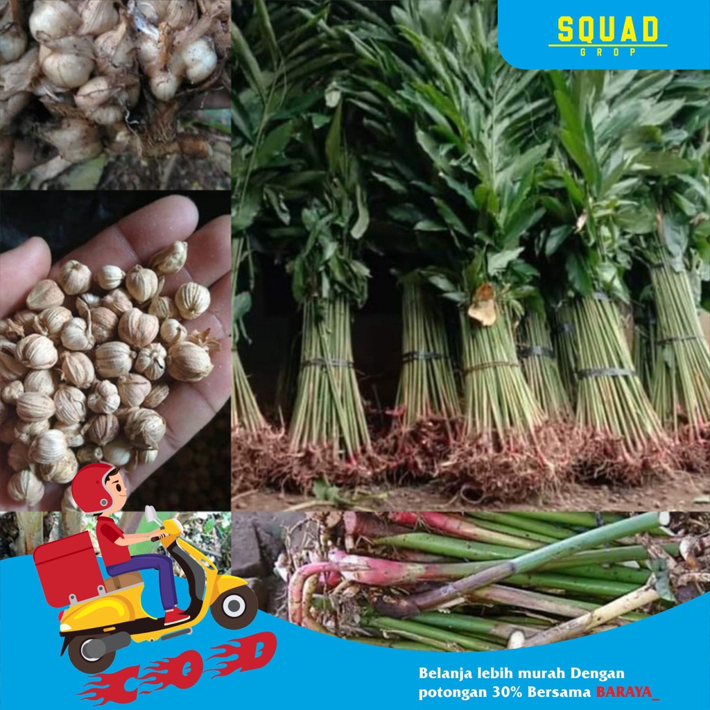 Jual bibit kapulaga putih - kapol kapulogo kapulaga putih amomum ...