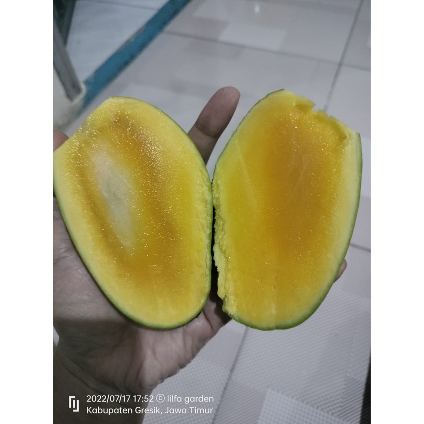 Jual Mangga chokanan 1kg isi 4-5 | Shopee Indonesia