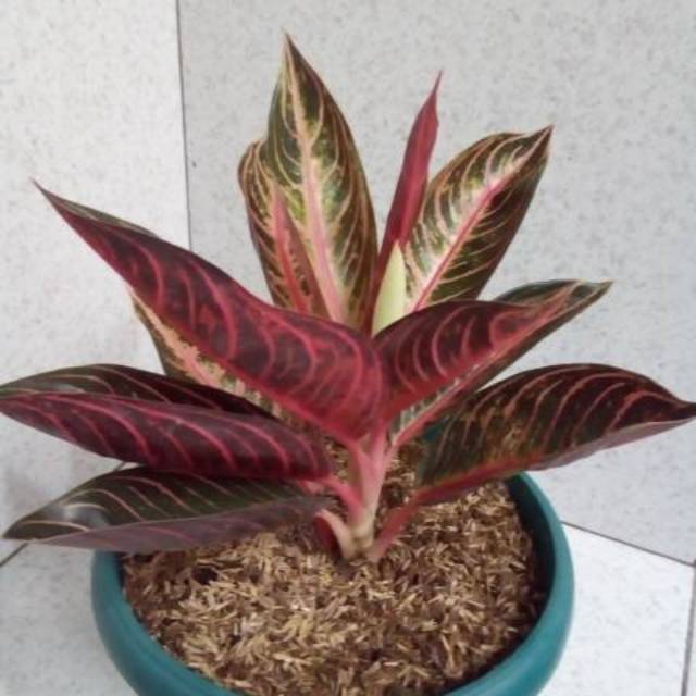 Jual Tanaman hias aglaonema red sumatra /pride off sumatrah | Shopee ...