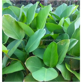 Jual Tanaman Hias Calathea Lutea I Pisang Calathea Indonesia|Shopee ...