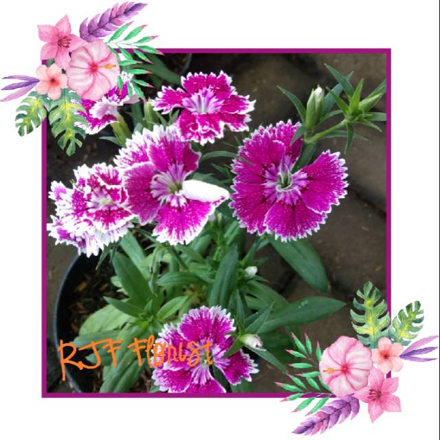 Kumpulan 22+ Tanaman Hias Bunga Anyelir Populer - Informasi Seputar ...