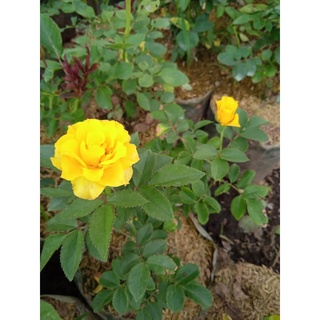 Jual Tanaman hias Baby Rose kuning (berakar dan berbunga ) | Shopee ...