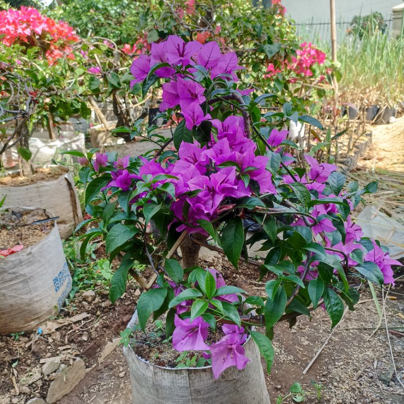 Jual Bugenvile Payungan bunga Ungu Rimbun Batang besar | Shopee Indonesia