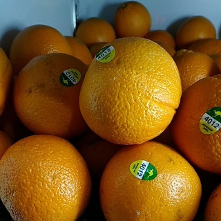 Jual AKENA BUAH Jeruk Sunkist Navel Australia Termurah (Berat 900g-1kg ...