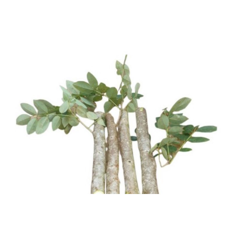 Jual Bibit Stek Pohon Gamal-Media Tanaman Rambat Vanilli | Shopee Indonesia
