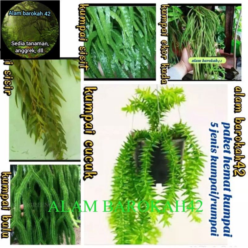 Jual Promo 5 jenis tanaman hias rumpai/kumpai terbaik | Shopee Indonesia