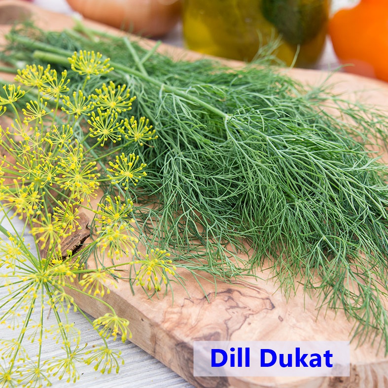 Jual Benih Bibit Biji DILL DUKAT / Adas Sowa - Italian Herbs Spices ...