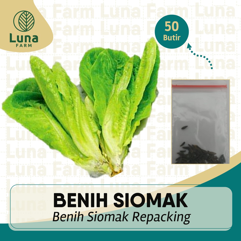 Jual Benih Siomak Selada Wangi Siomak isi 50 Butir Benih Seribuan ...