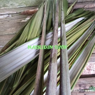Jual DAUN SALAK MUDA SEGAR PUCUK DAUN SALAK | PUCUK DAUN SALAK BELUM ...