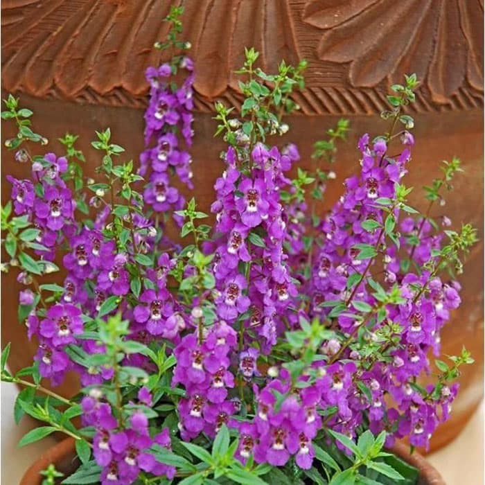Jual tanaman hias bunga angelonia angustifolia serena purple | Shopee ...