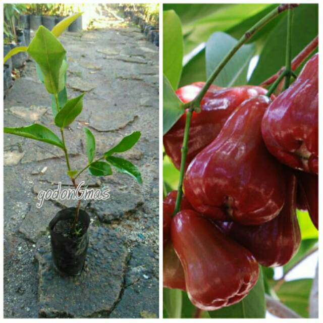 Jual Bibit jambu air Citra | Shopee Indonesia