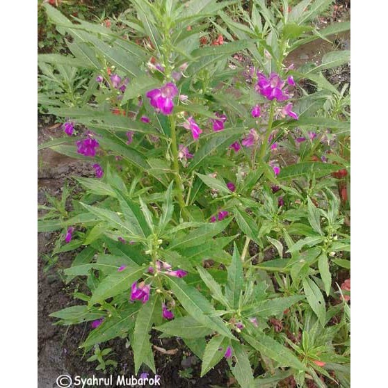 Jual Benih / Bibit Bunga Balsam pacar air gondel Ungu 25 biji | Shopee ...