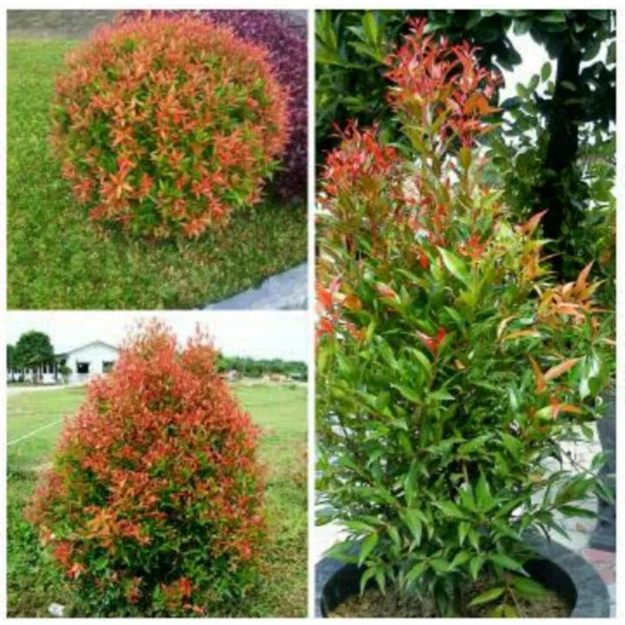 Jual Bibit Tanaman Bunga Pucuk Merah | Shopee Indonesia