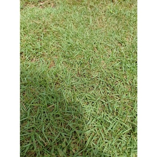 Jual Rumput peking 100cm x 100cm/Bibit Rumput peking jepang hidup ...