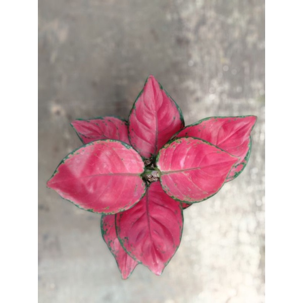 Jual aglonema red anja compakta (daun 10-12) Indonesia|Shopee Indonesia