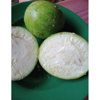 Jual Buah Pulai Buah Pule Buah Herbal Jamu Tradisional Pulai Pule Fresh ...