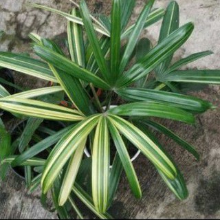 Jual palem waregu variegata | Shopee Indonesia