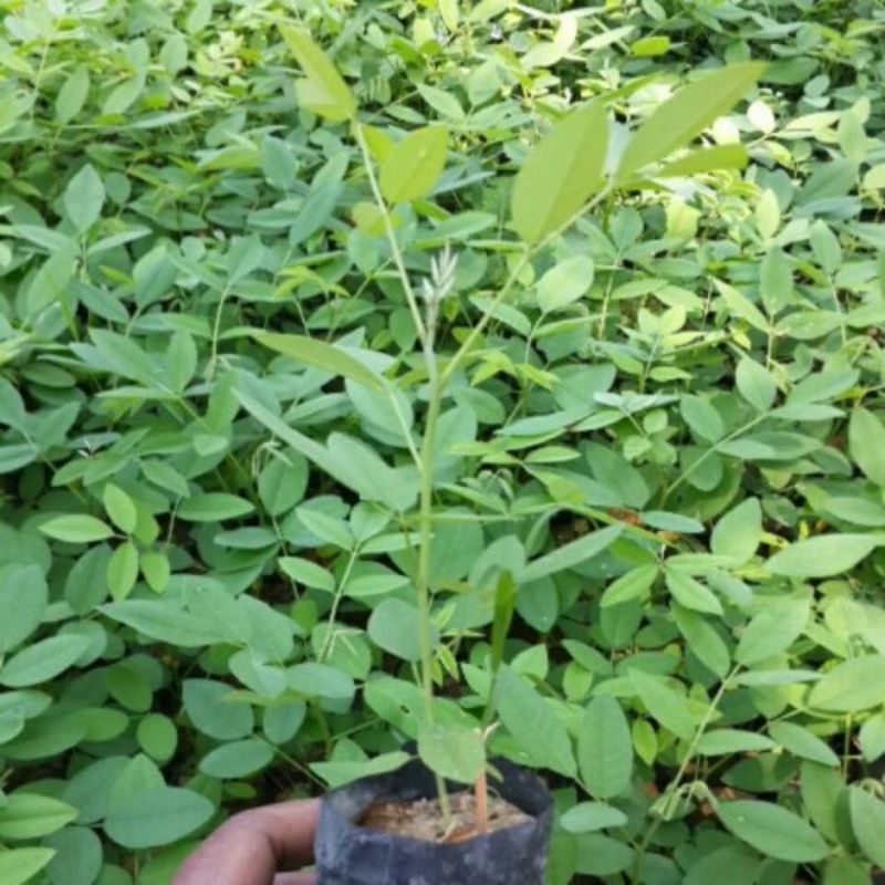 Jual Bibit tanaman indigofera - indigofera sp - pakan ternak hijauan ...