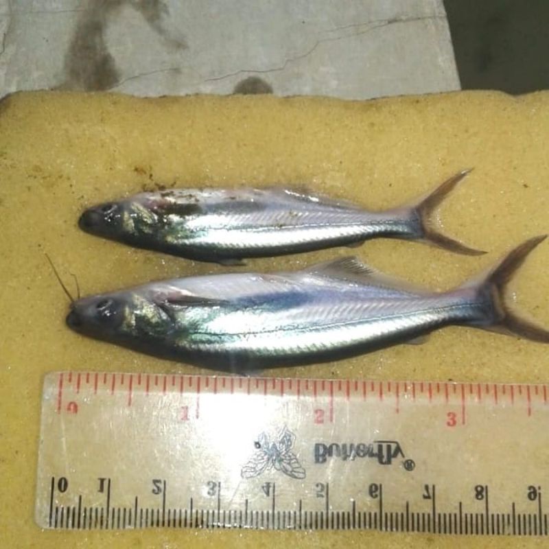 Jual Benih ikan patin | Shopee Indonesia