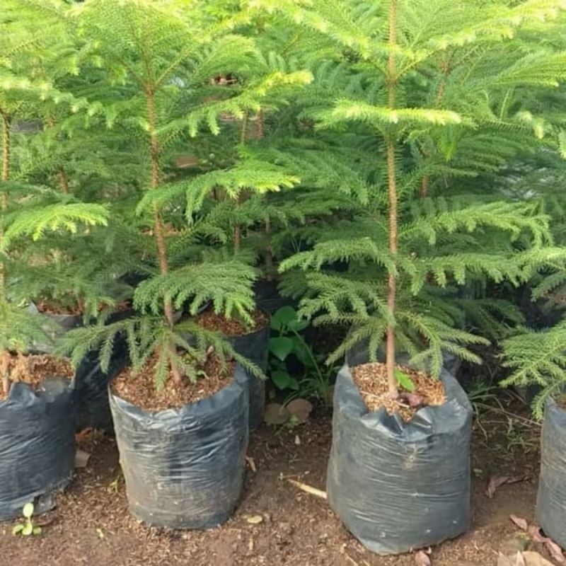 Jual Pohon Cemara Norfolk - Tanaman Hias Pohon Cemara Norfolk/Cemara ...