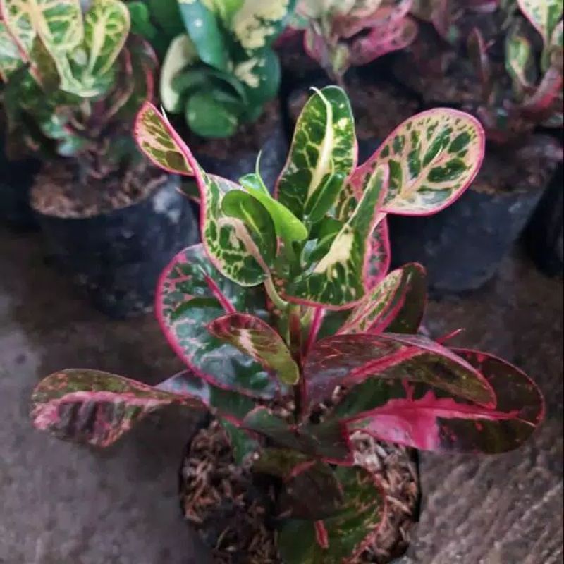 Jual tanaman puring kerupuk tanaman puring stok super | Shopee Indonesia