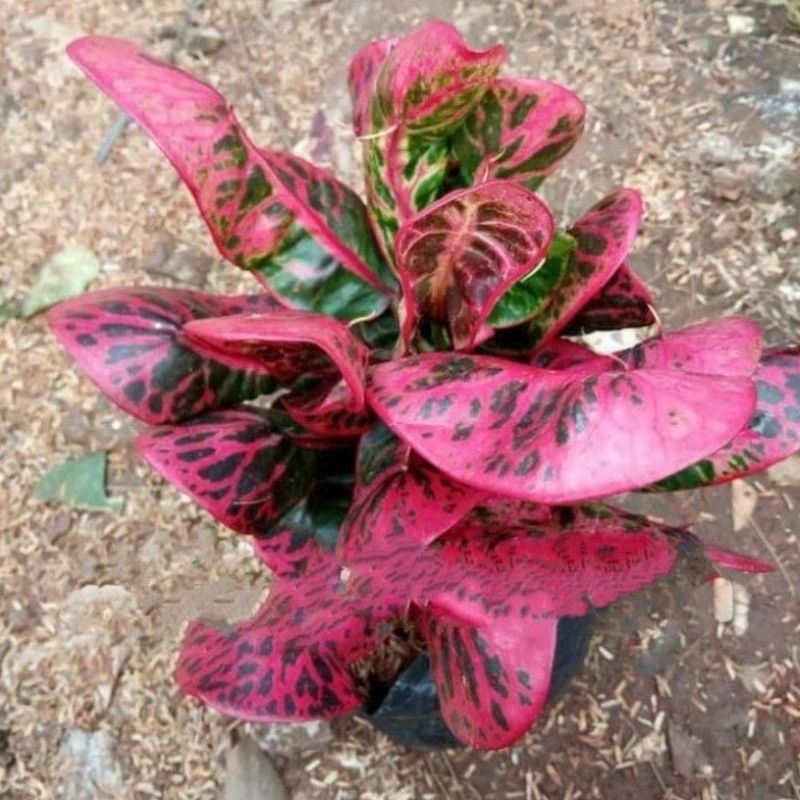 Jual tanaman hias puring kerupuk croton/tanaman puring Indonesia|Shopee ...