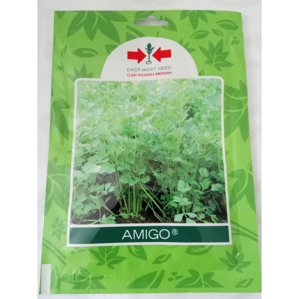 Jual Benih / Bibit Seledri AMIGO Sp. Isi 10.000 butir | Shopee Indonesia Jual Benih / Bibit Seledri AMIGO Sp. Isi 10.000 butir | Shopee Indonesia