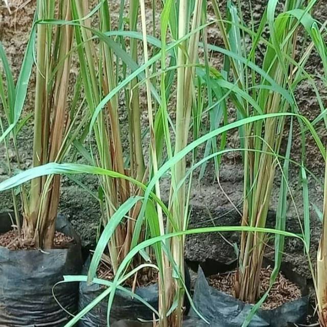 Jual Tanaman herbal sereh merah - tanaman pengusir nyamuk | Shopee ...