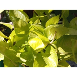 Jual suruh temu rose Harga Terbaik & Termurah Agustus 2022 | Shopee ...