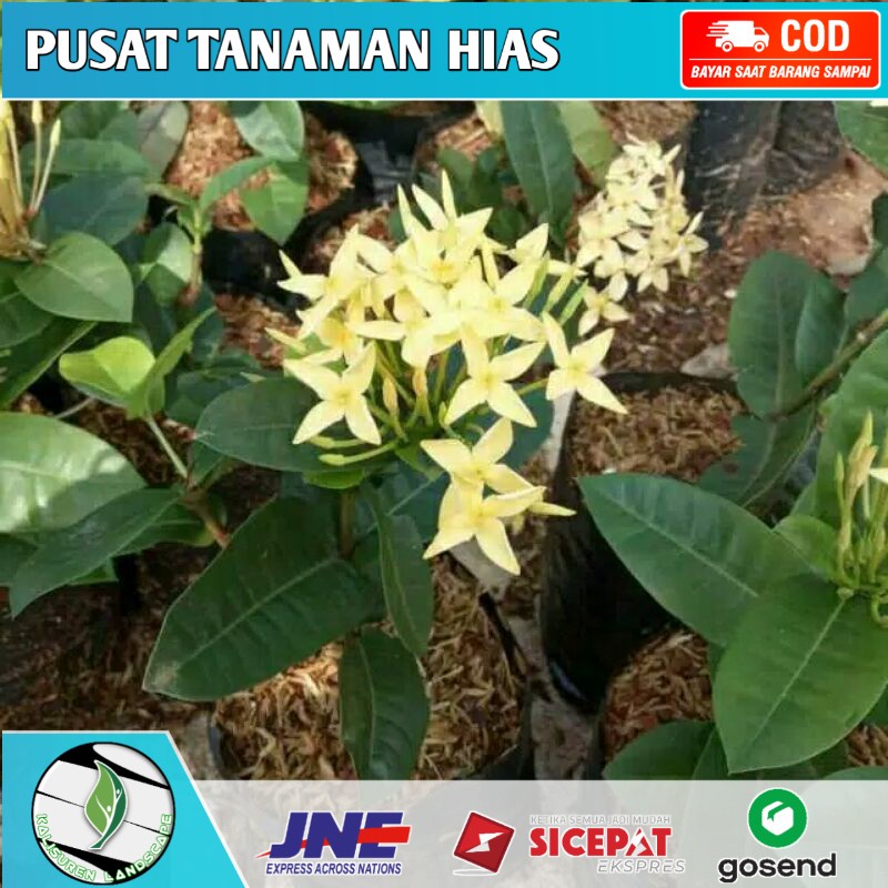 Jual Tanaman hias bunga asoka jepang bunga kuning pohon soka | Shopee ...