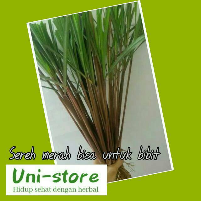 Jual SEREH MERAH WANGI SEGAR 100 GRAM SERAI LANANG HERBAL BERKHASIAT ...