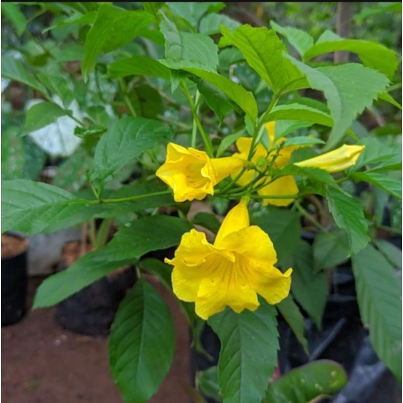 Jual Tanaman Hias Alamanda / Alamanda Buah Bunga Kuning Indonesia ...