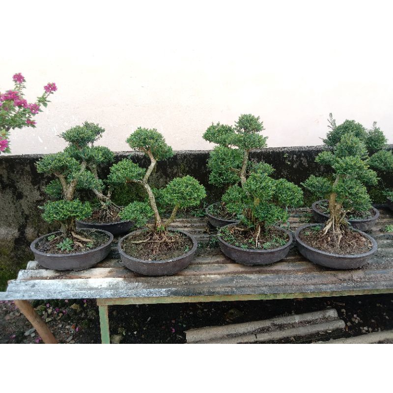 Jual bonsai cendrawasih siap pajang besar Indonesia|Shopee Indonesia