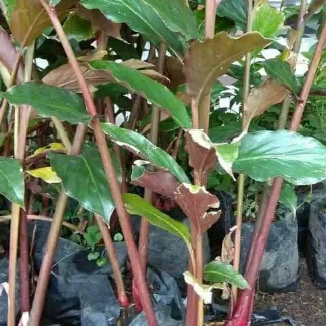 Jual Umbi batang kecombrang/combrang solusi bibit siap tanam/400 gram ...