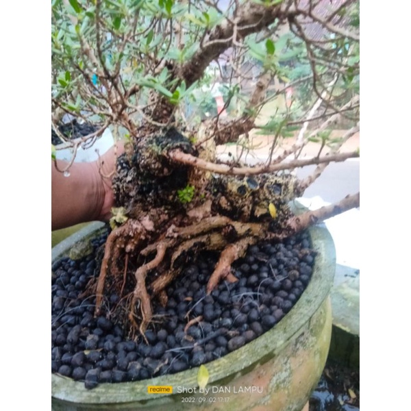 Jual santigi stigi karang farian beras | Shopee Indonesia