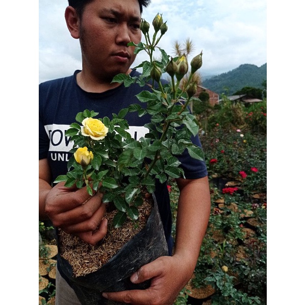 Jual Mawar Jepang Kuning Dewasa Bunga Kemruyuk | Shopee Indonesia