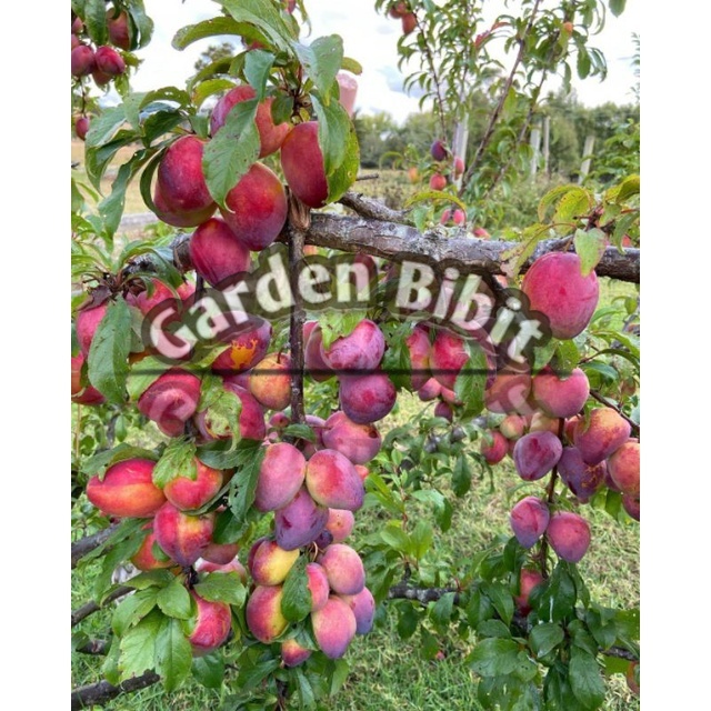 Jual Bibit Buah Plum Ausi/ Plum Australia/ Aussie Plum rasa manis madu ...