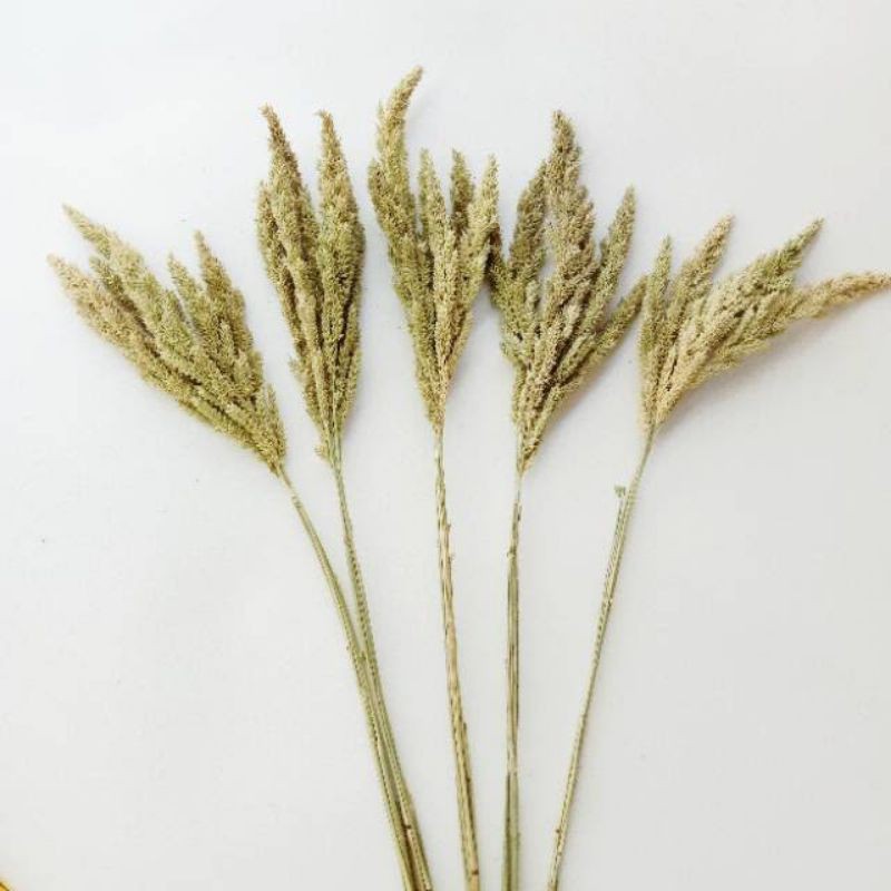 Jual bunga padi rumput padi jawan | Shopee Indonesia