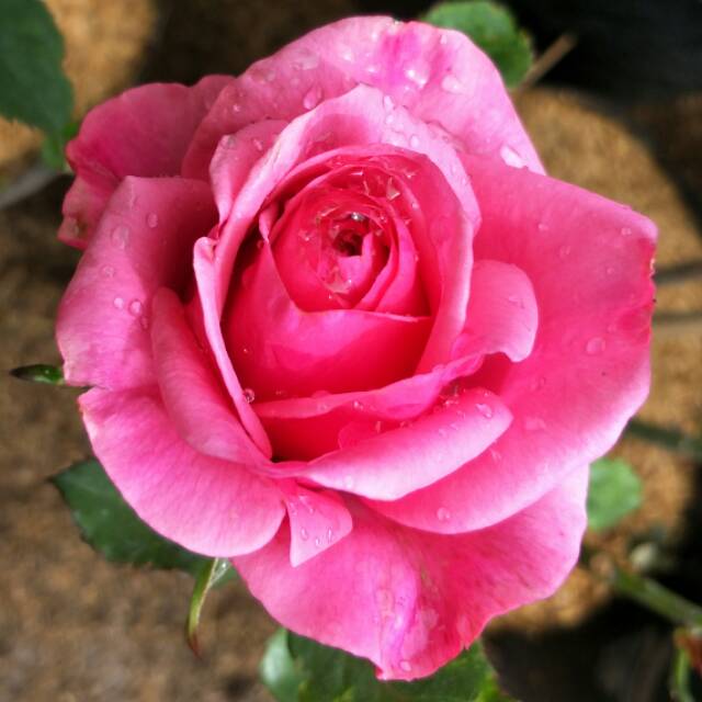 Jual Bibit Mawar Holland (Pink Europe) | Shopee Indonesia